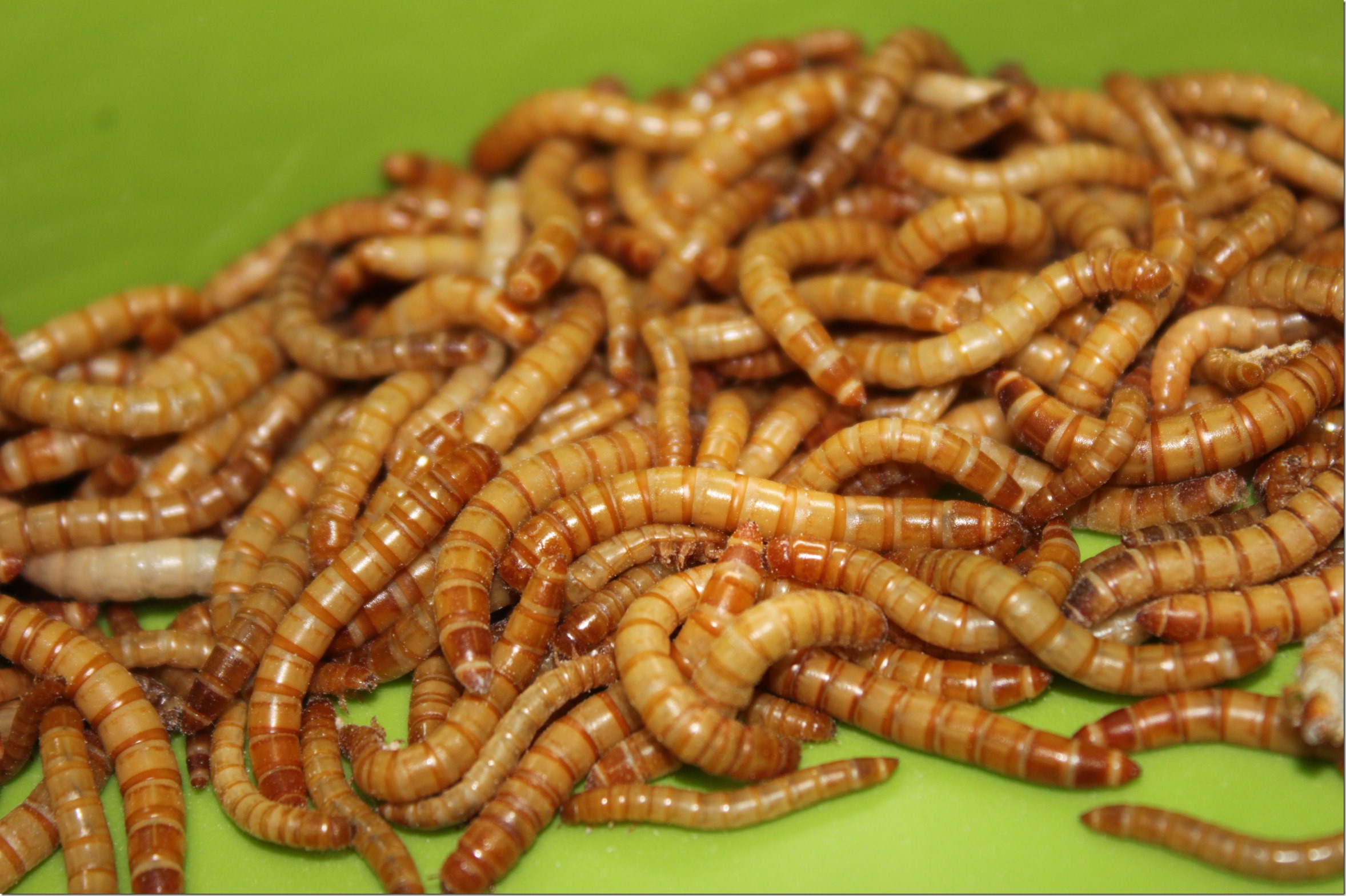 Élevage de vers de farine (Tenebrio molitor) | Guide complet