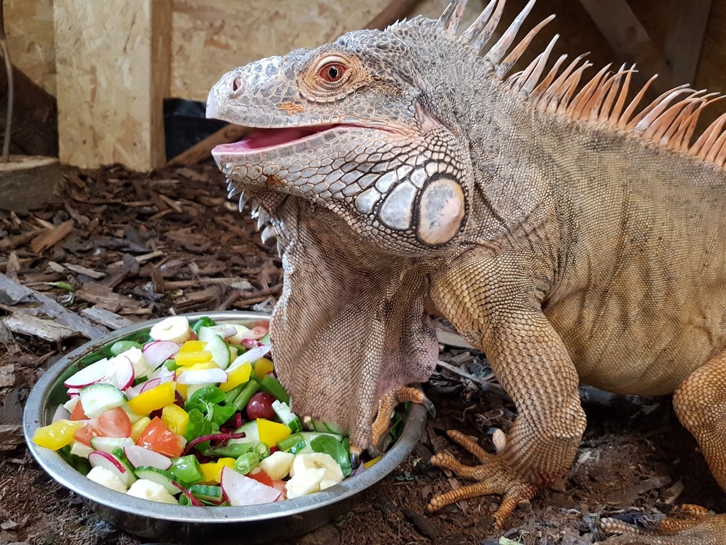 Elevage d’Iguana Iguana : L’Iguane vert - Insectes & Compagnie