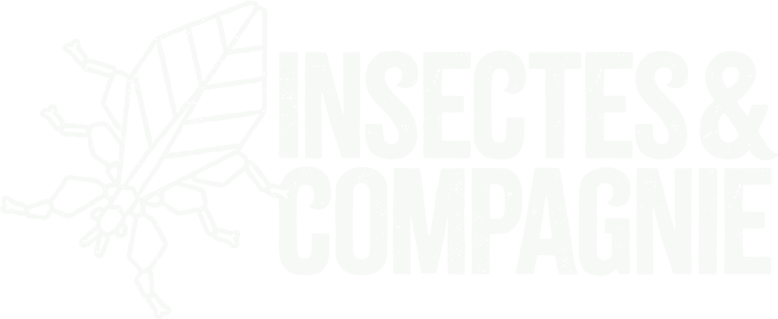 Iules : guide complet d’élevage des mille-pattes [2025]